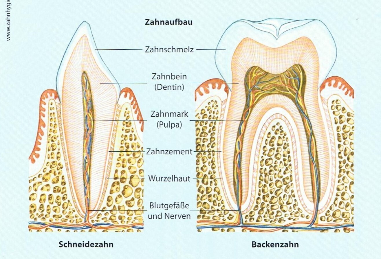Zahnaufbau - Landkreis Aurich